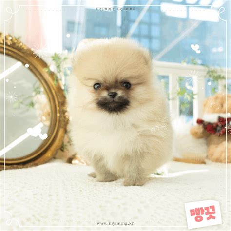 포메라니안 [pomeranian] 마이멍