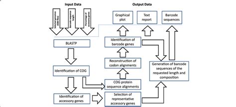 Workflow Diagram Of Selection Of Diagnostic Barcode Sequences Download Scientific Diagram