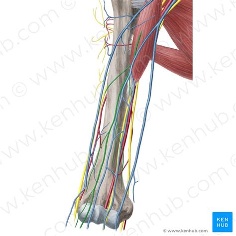 Coracobrachialis Attachments Innervation Function Kenhub