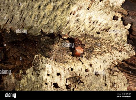 Patterns And Textures In Nature Intimate Landscape Of Tree Patterns Stock Photo Alamy