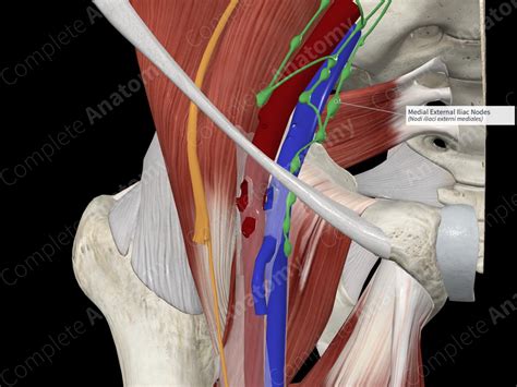 medial external iliac nodes complete anatomy