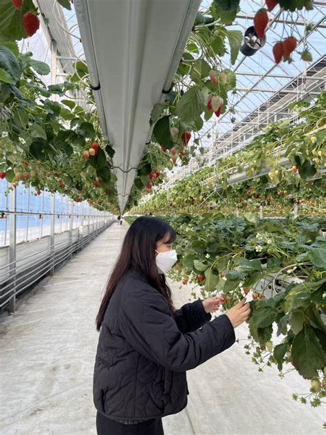 화성딸기체험농장 오산동탄아이와함께가기좋은곳
