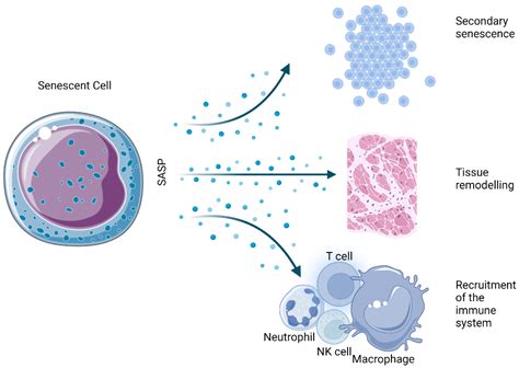 Antioxidants Free Full Text Hallmarks And Biomarkers Of Skin