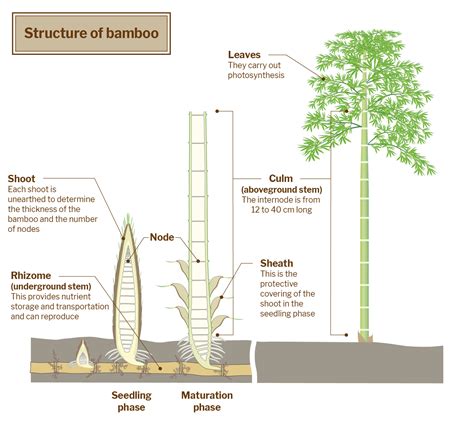 Bamboo Plant Life Cycle At Louise Rizo Blog