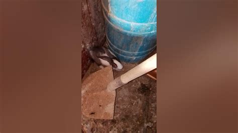 أرنب كيوت 🐰 Youtube