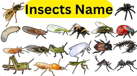 Insects Name Insects Vocabulary Insects Vocabulary In English Youtube