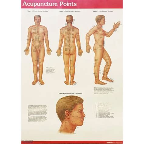 Skin Acupuncture Points Chart At Best Price In Coimbatore Oceanic