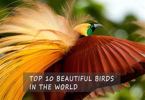 Discover The Most Beautiful Birds In The World Today