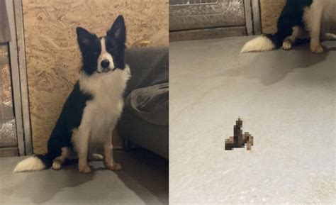 雨天不能散步邊境犬大出中指滿臉鄙視 飼主笑不孝子 ETtoday寵物雲 ETtoday新聞雲