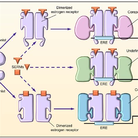 Pdf Breast Related Effects Of Selective Estrogen Receptor Modulators