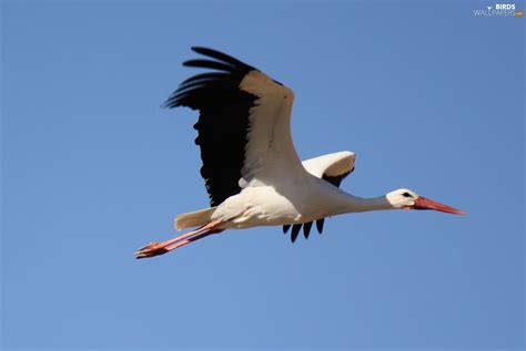 🔥 85 Storks Wallpapers Wallpapersafari