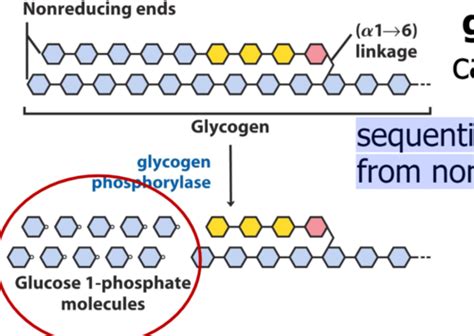Lecture 7 Glycogen Catabolism Synthesis Glucose Flashcards Quizlet