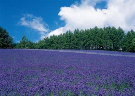 Hokkaido Lavender Fields 6 Best Places In Furano To See Japans