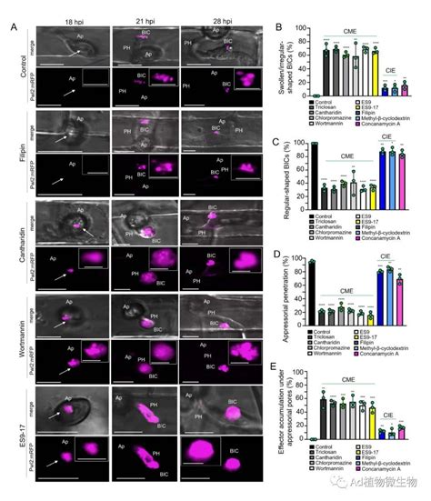 Plant Cell 研究揭示稻瘟病菌效应蛋白进入水稻细胞的机制！ 知乎