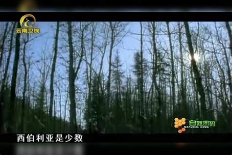 一匹狼向狼王挑衅，狼王一个眼神，直接把它吓得“跪地求饶”