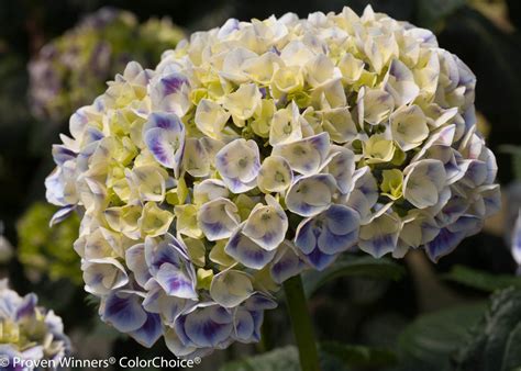 Cityline® Mars Bigleaf Hydrangea Hydrangea Macrophylla Images Proven Winners