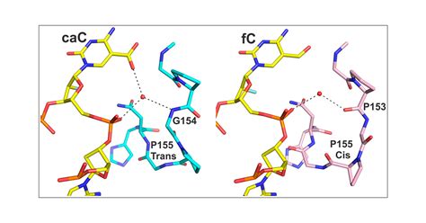 Excision Of 5 Carboxylcytosine By Thymine Dna Glycosylase Journal Of The American Chemical Society