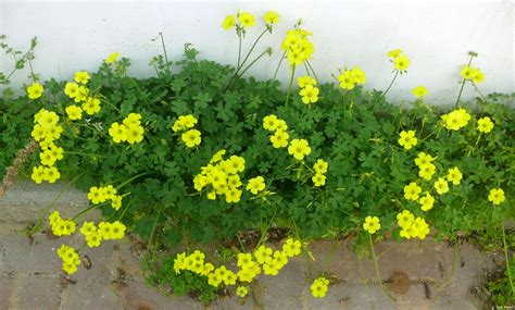 Vinagrillo Oxalis Pes Caprae Características Cultivo Propiedades Y