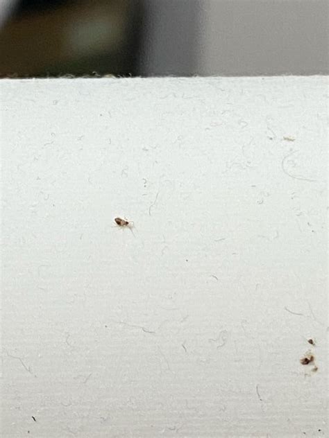 請益 請益 這是什麼蟲 昆蟲板 Dcard