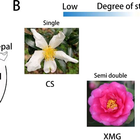 Phenotype Divergence Of C Sasanqua Wild Type Single Flower And