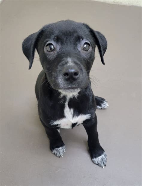 Black Pitbull Lab Mix Puppy