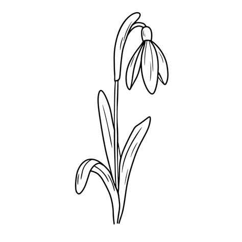 January Birth Month Flower Snowdrop Line Art Vector Illustration Hand