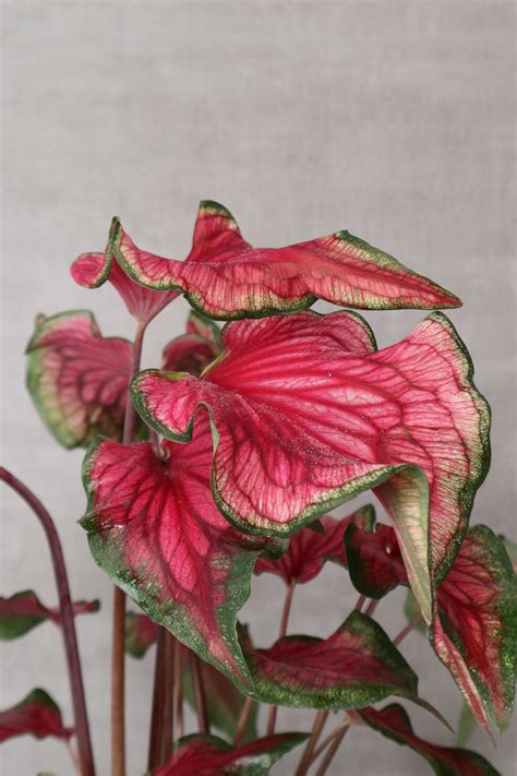 Plant Profile Caladium — The Grow