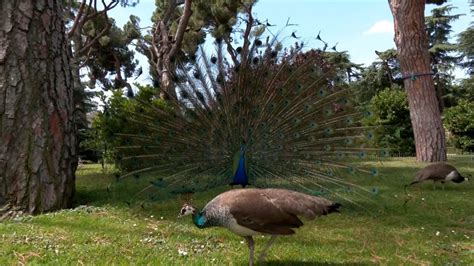 Los Pavos Reales Descubriendo A Las Estrellas De Los Jardines De