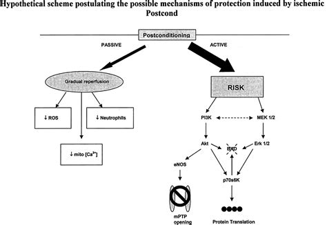 Postconditioning Circulation