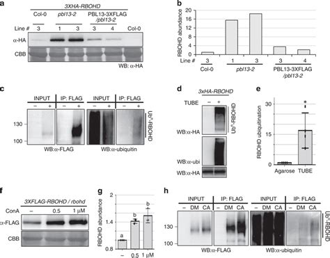 Rbohd Is Ubiquitinated And Pbl13 Suppresses Its Accumulation A Pbl13 Download Scientific