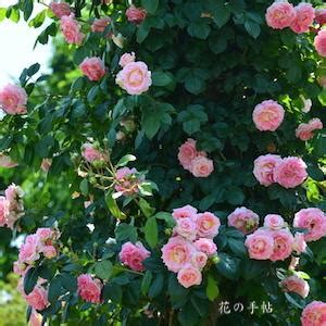 バラ シーザーROSE Cesarクライミング2500品種の薔薇を作出者交配親などのデータと美しい写真で紹介する花の手帖のwebバラ図鑑