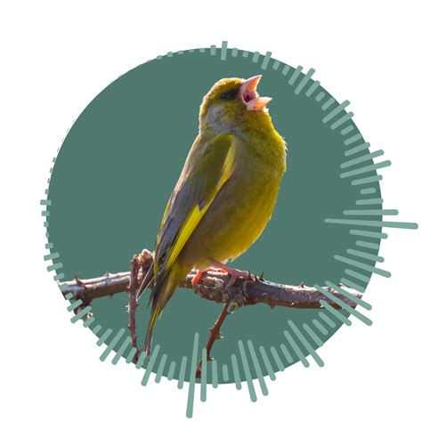 Bioacoustic Technology Biodiversity Monitoring Made Easy