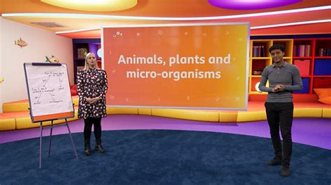 Bbc Bitesize Bitesize Daily 9 11 Year Olds Science 10 11 Year Olds