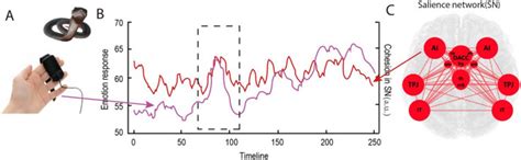 dynamic organization of large scale functional brain networks supports interactions between