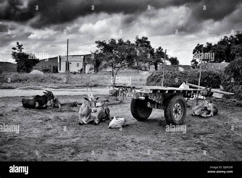 Indian Bullock Cart And Zebu In A Rural Indian Village Andhra Pradesh