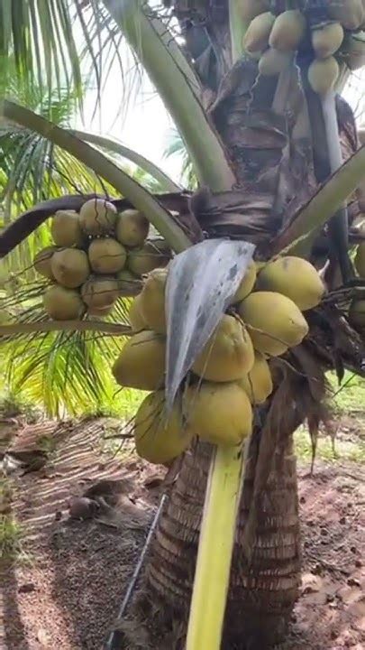 ដូងក្រអូប ច្រើនជាងគេ Youtube