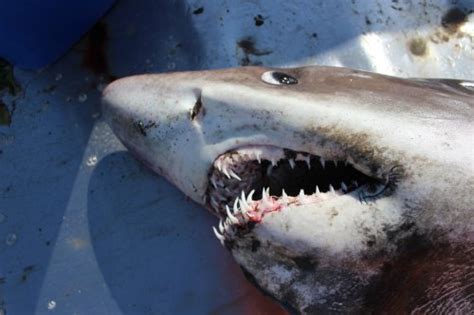Giant Rare Shark Washes Up Somewhere Its Never Been Seen Before