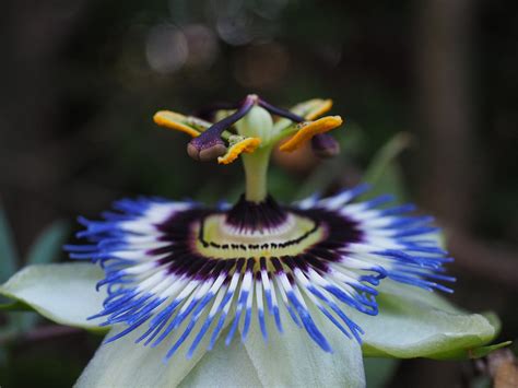 Blue Passion Flower Passiflora Caerulea A Fine Vine Gardendi