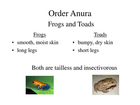 PPT Phylum Chordata Subphylum Vertebrata Class Amphibia PowerPoint