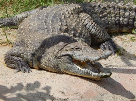 Krokodil デソモルヒネ 7 Fakta Om Krokodil Krctv