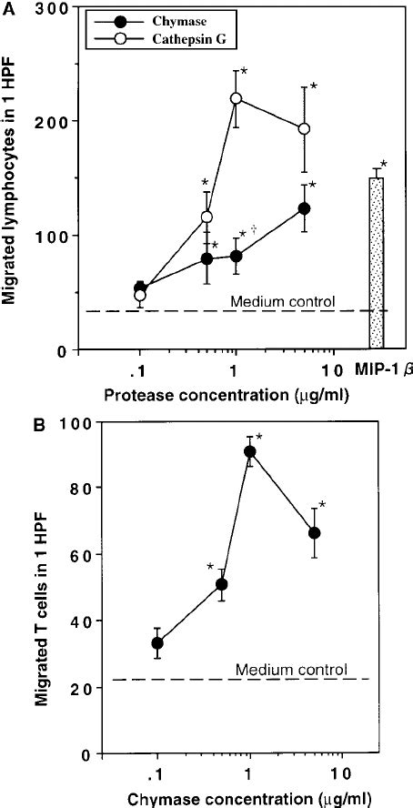 Lymphocyte Migration Induced By Chymase And Cathepsin G A And T Cell
