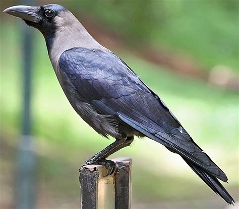 Crow Facts Types Diet Reproduction Classification Pictures