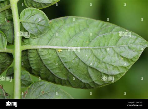Nymph A Leafhopper Larva Of Euteryx Atropunctata Under A Potato Leaf