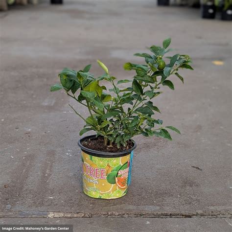Cocktail Bush Lemon And Lime 1 Container Mahoneys Garden Center