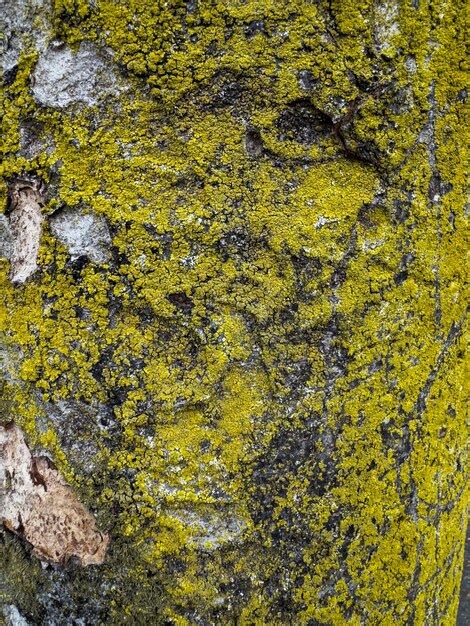 Treetexture Images Free Download On Freepik