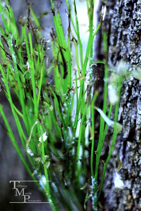 Grassy Patch By Liafly On Deviantart