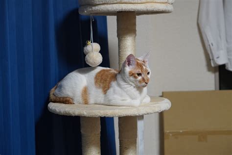 猫様 8日目 3月30日 猫 キャットタワーでくつろぐ 猫の奴隷 ～なつめ様との暮らし～