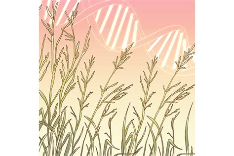 Ut Austin Researchers Sequence Genome Of Plant For Potential Carbon