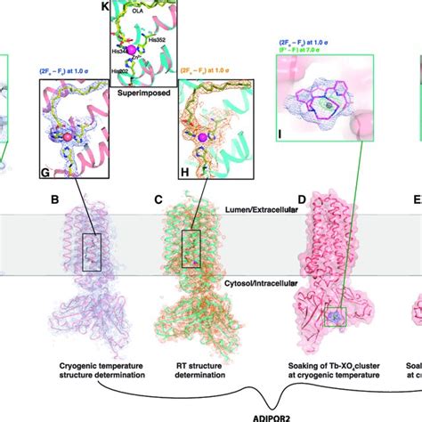 In Meso Crystallization And Ssx Analysis Of Membrane Proteins In