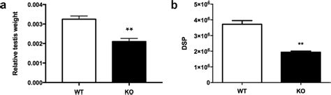 Relative Testis Weight And Daily Sperm Production Of Plag1 Wild Type